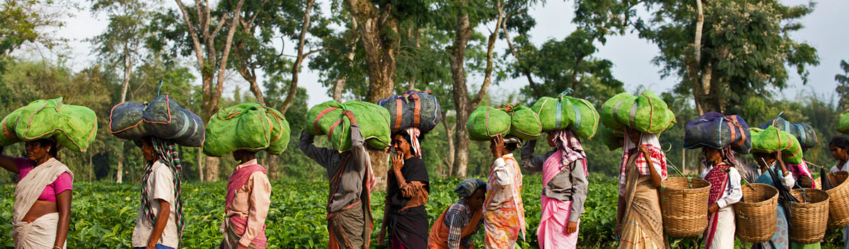 Fair Trade – Arbor Teas