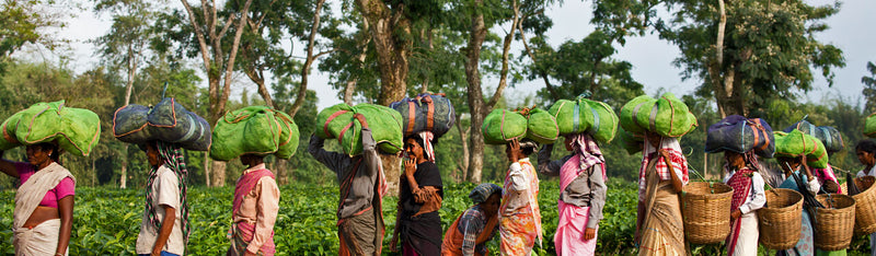 Fair Trade – Arbor Teas